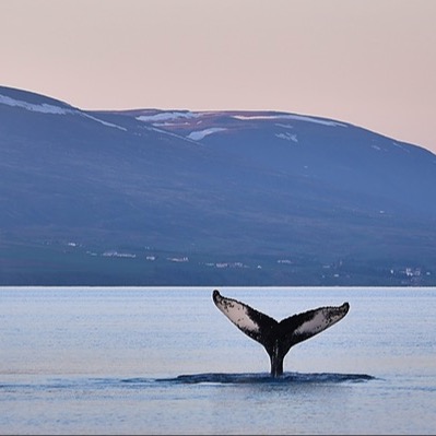 Íslenskir Hvalir | Facebook | Linktree