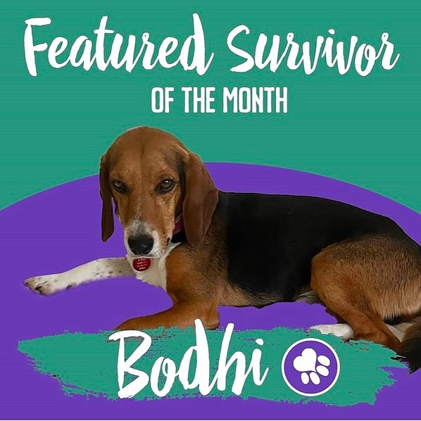 Beagle Freedom Project | Twitter, Instagram, Facebook | Linktree