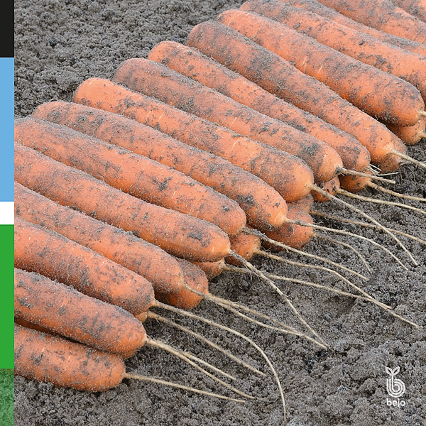 @bejoworld | Linktree