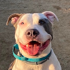 @bimba.pitbull | Linktree