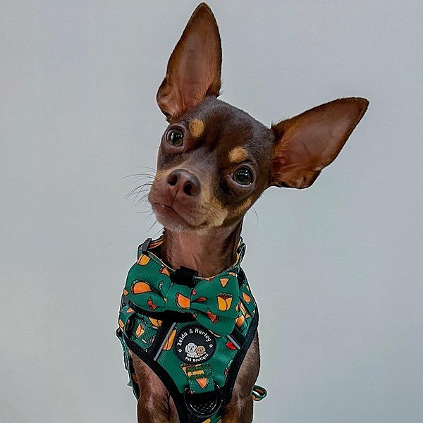 Jordan Valentino | Instagram, TikTok | Linktree