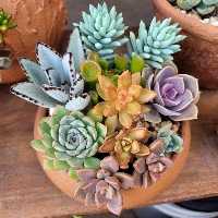 Dayane Yascara | Suculentas | Instagram | Linktree