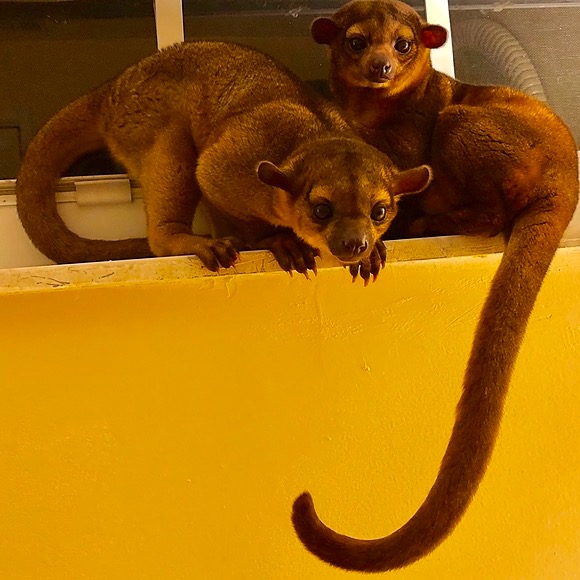 Kinkatopia is the only kinkajou sanctuary in the world | Linktree