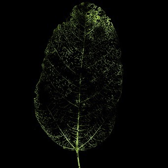 @LABVERDE | Linktree