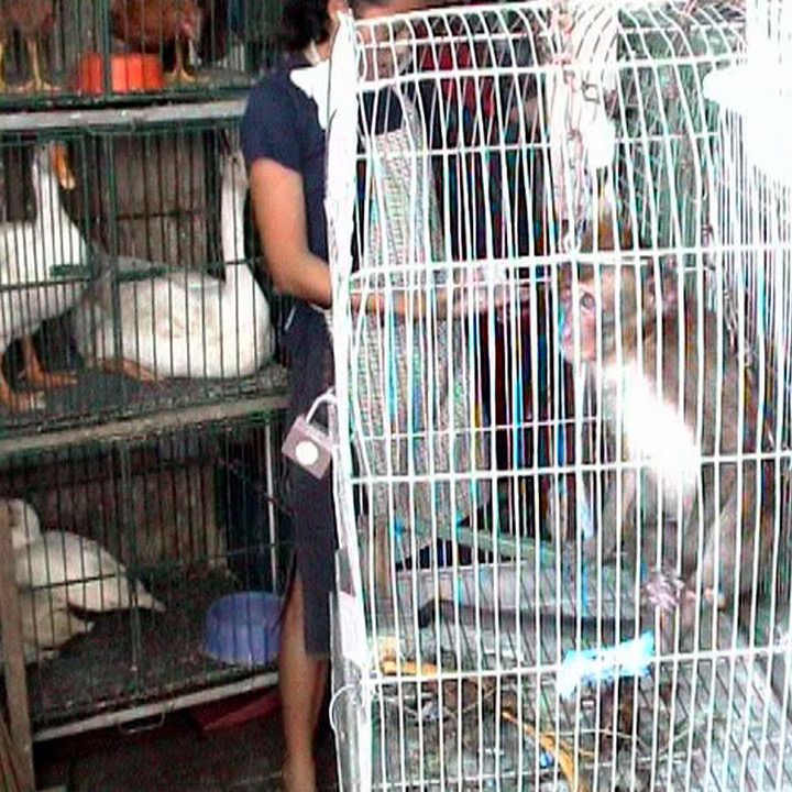 @animal_defenders_international | Linktree