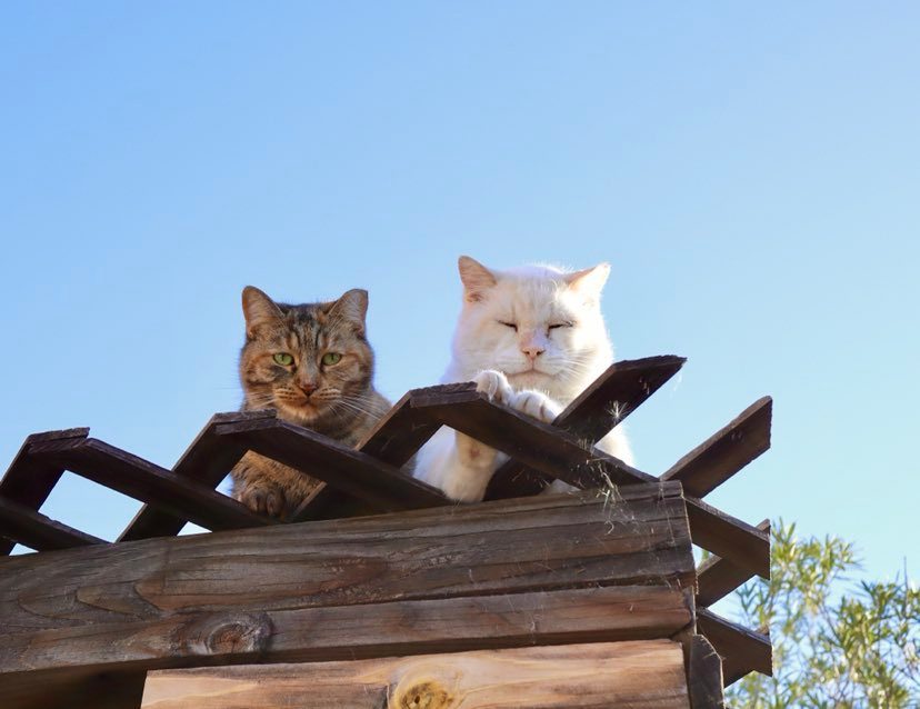 Poets Square Cats | Instagram | Linktree