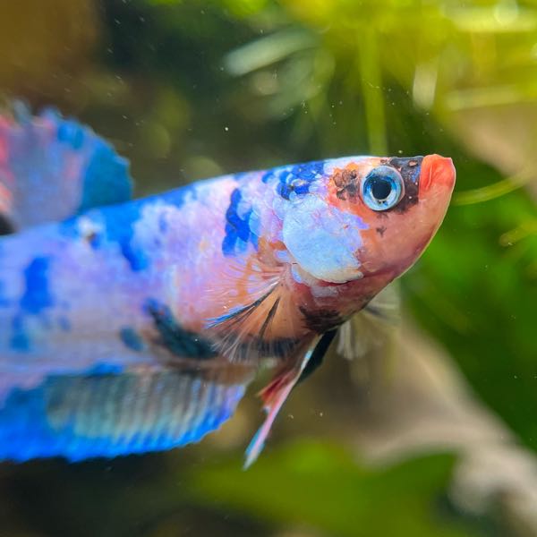 Tiff’s Fish | Instagram, Facebook, TikTok | Linktree