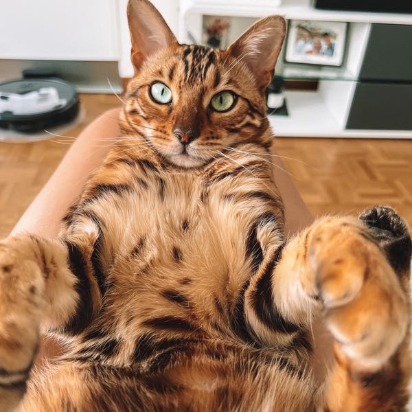 Bengal Leo cat | Linktree