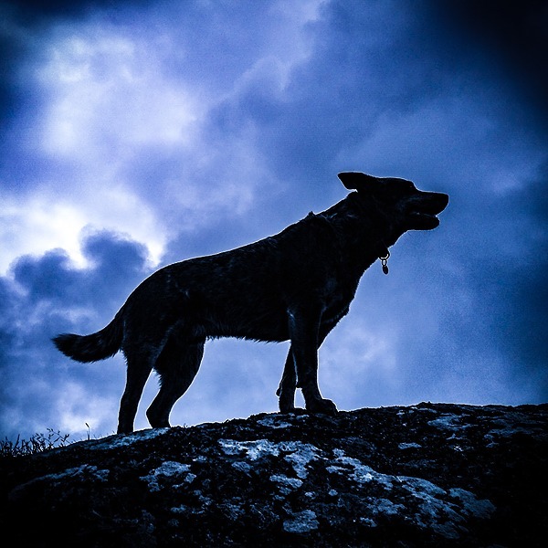 Dark Dingo Art | Linktree