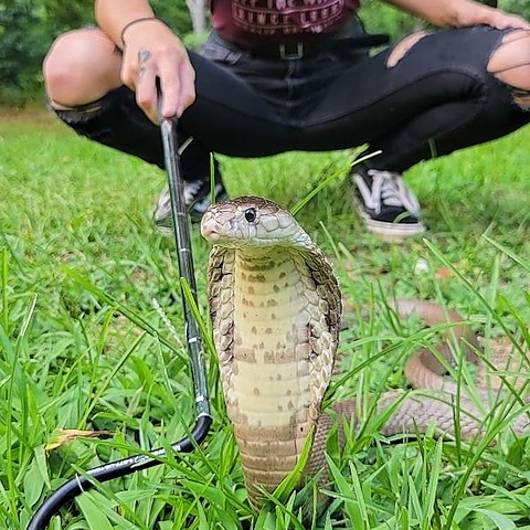 Summers Snakes | Instagram, YouTube, Facebook, TikTok | Linktree