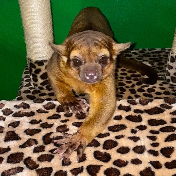 Kinkatopia is the only kinkajou sanctuary in the world | Linktree