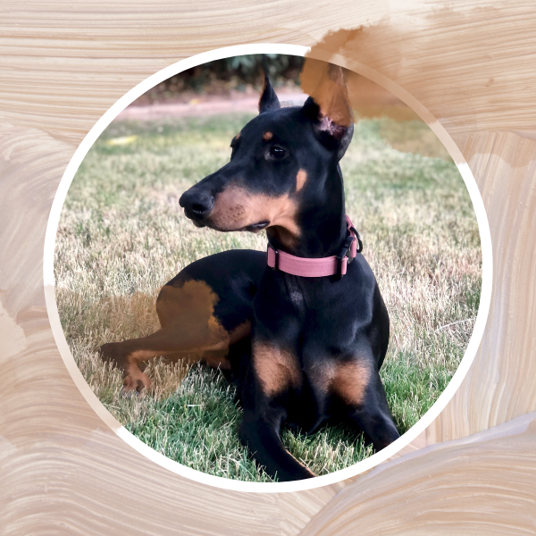 scarlett_the_dobie | Instagram | Linktree