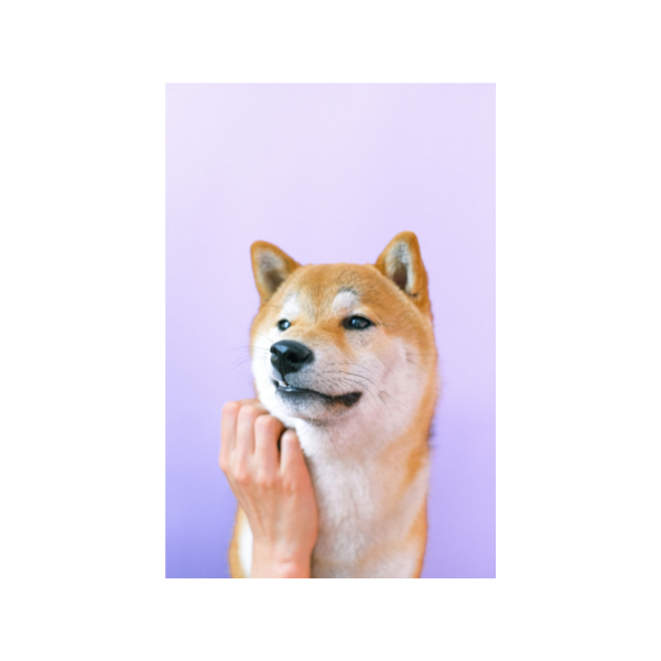 How to Train Your Dog | Linktree