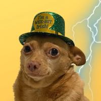 Cheddar the Rotund Rat 🐭 | Instagram, Facebook, TikTok | Linktree