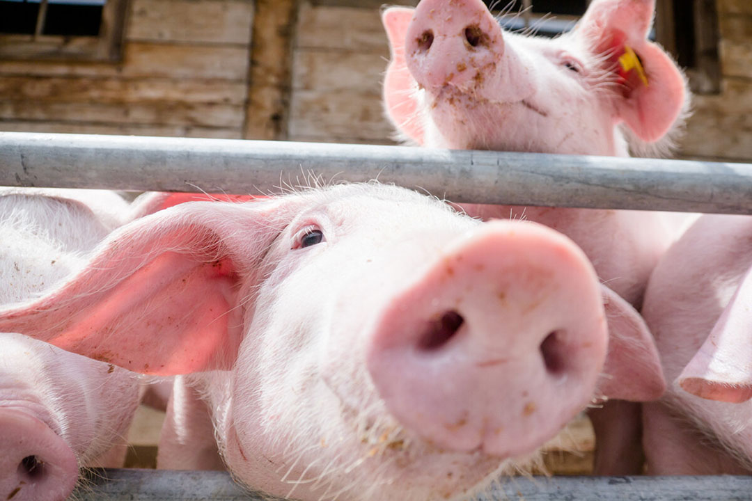 @pigprogress | Linktree