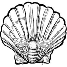 Shell & Bee Studio | Linktree