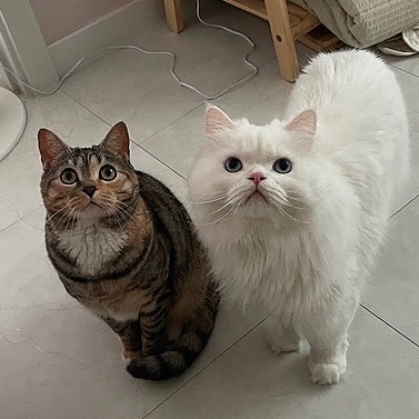 @cho.co_ming | Linktree