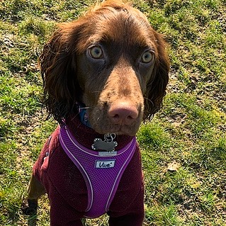 @cali_the_cocker_spaniel | Linktree