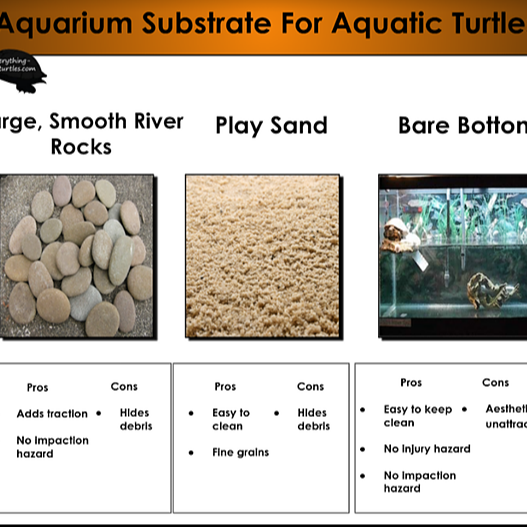 Everything-Turtles.com | Linktree