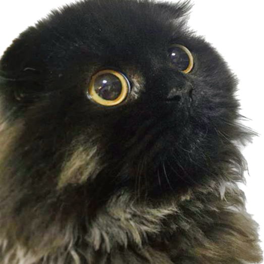 dabloon | TikTok | Linktree