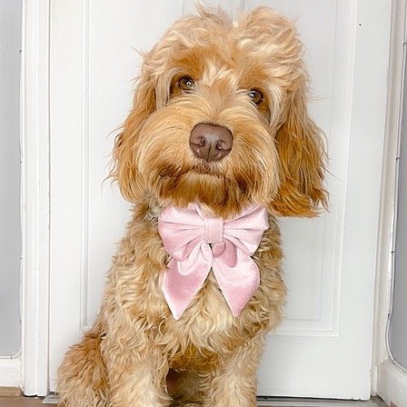 @cockapoo.jasper | Linktree