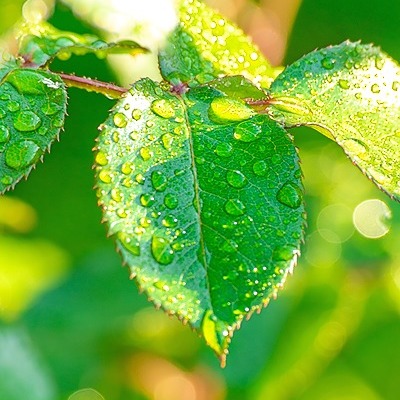 Green Leaf Native | Linktree