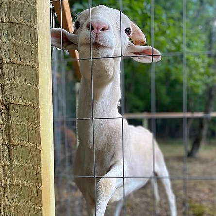 EZ’s Rescue Ranch | Instagram, Facebook, TikTok | Linktree