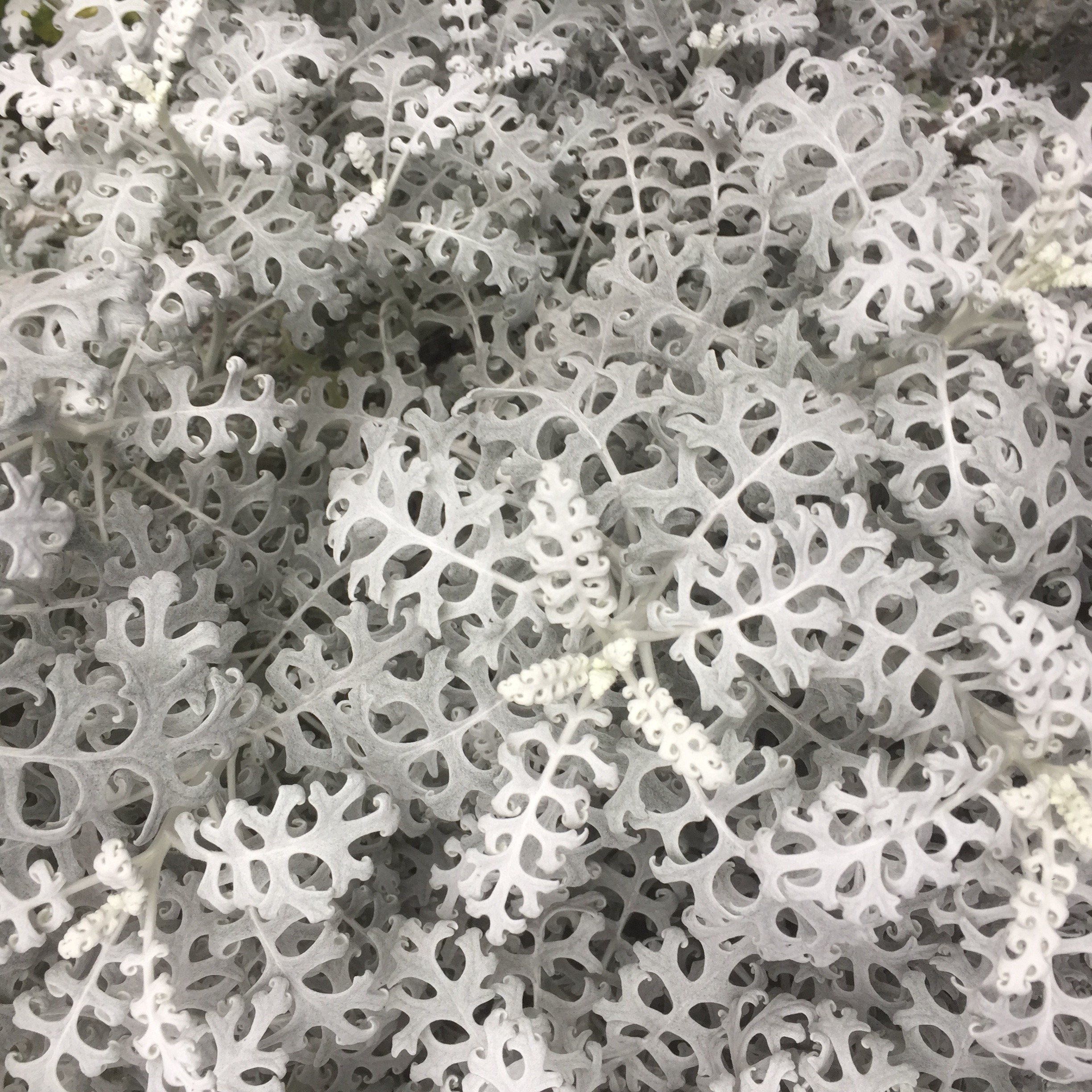 Rakurou | Instagram | Linktree