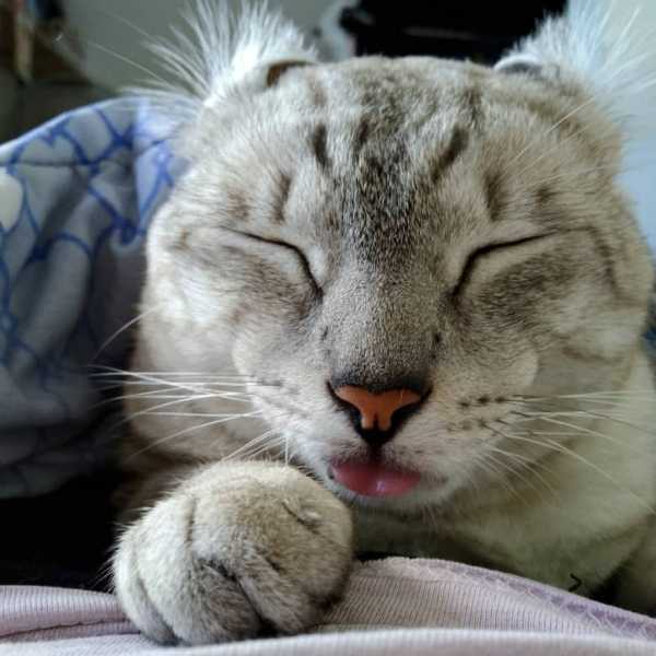 Cat Lover 🐾 | Linktree