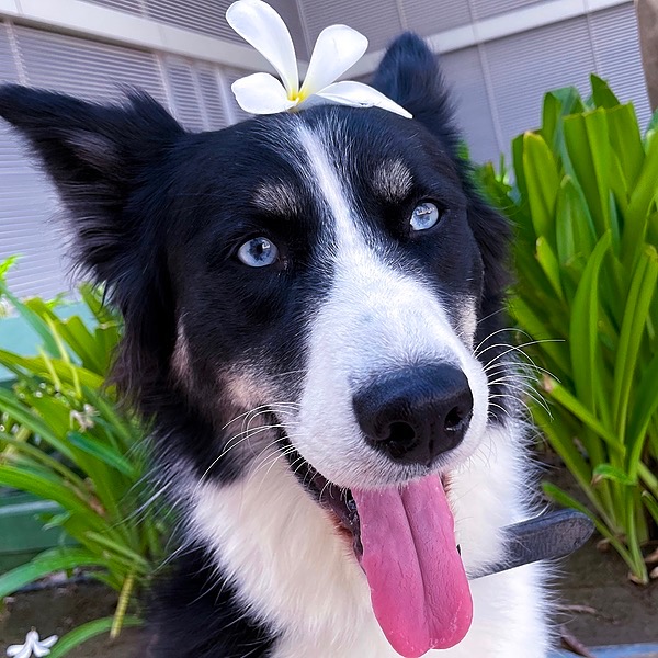 saaniyax | Instagram, Facebook, TikTok, Twitch | Linktree