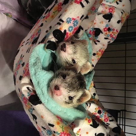 Ferrets and Friends | Instagram, Facebook, TikTok | Linktree