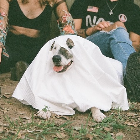 Ghost Mutt - Listen on YouTube, Spotify - Linktree