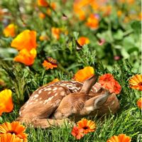 @fuzzyfawnwildlife | Linktree