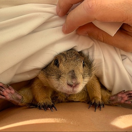 @Poppy_the_Prairie_Dog | Linktree