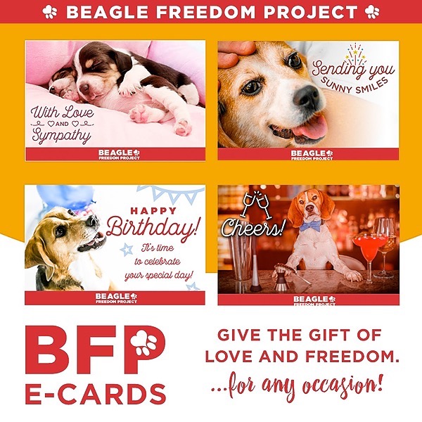 Beagle Freedom Project | Twitter, Instagram, Facebook | Linktree