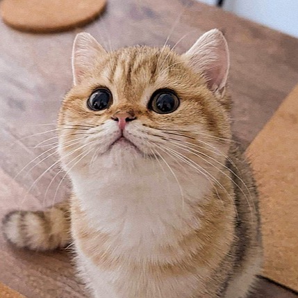 papayaho.cat | Instagram, TikTok | Linktree