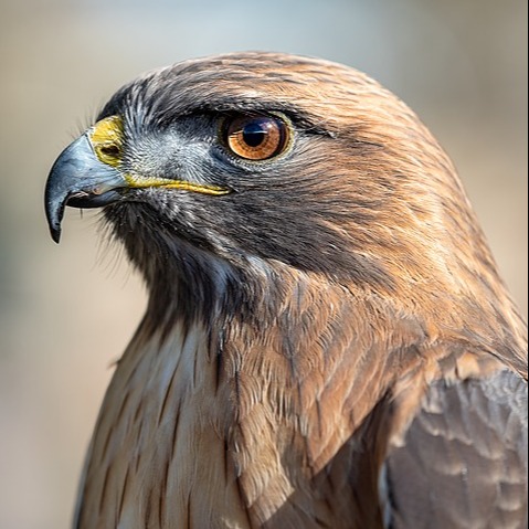 California Raptor Center | Facebook | Linktree