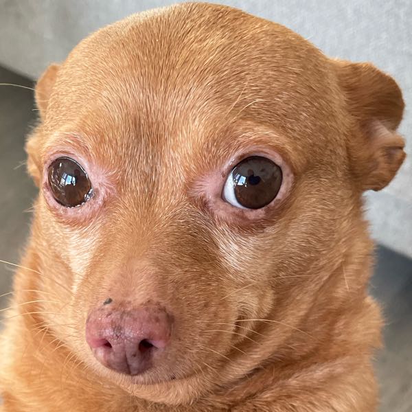 Cheddar the Rotund Rat 🐭 | Instagram, Facebook, TikTok | Linktree