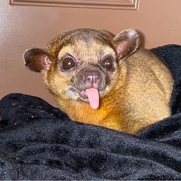 Kinkatopia is the only kinkajou sanctuary in the world | Linktree