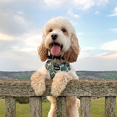 Sky the Cockapoo | Linktree