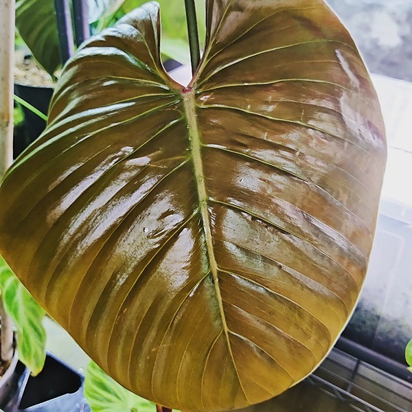 Extraordinary Plants | Linktree