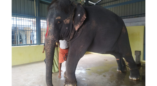 PetaIndiaOfficial | Twitter, Facebook | Linktree