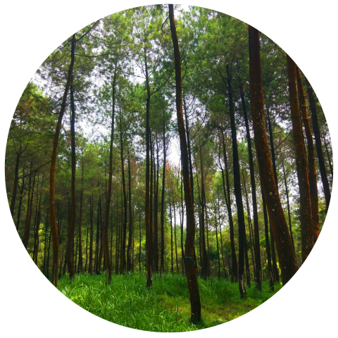 Relaxing Real Nature | Linktree