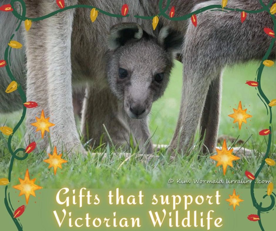 Victorian Kangaroo Alliance | Twitter, Instagram, Facebook | Linktree