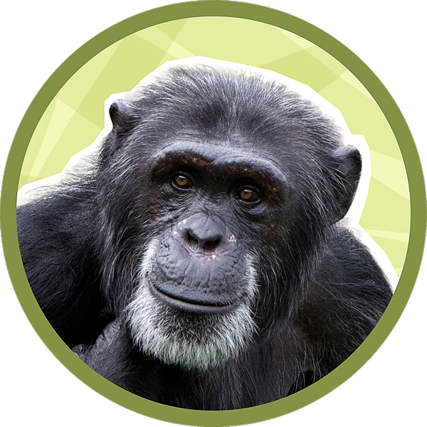 SAVE THE CHIMPS | Linktree