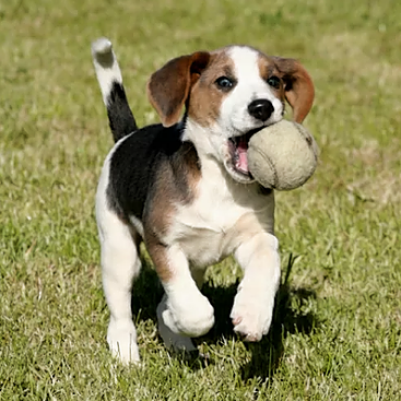 @PetCareTips | Linktree