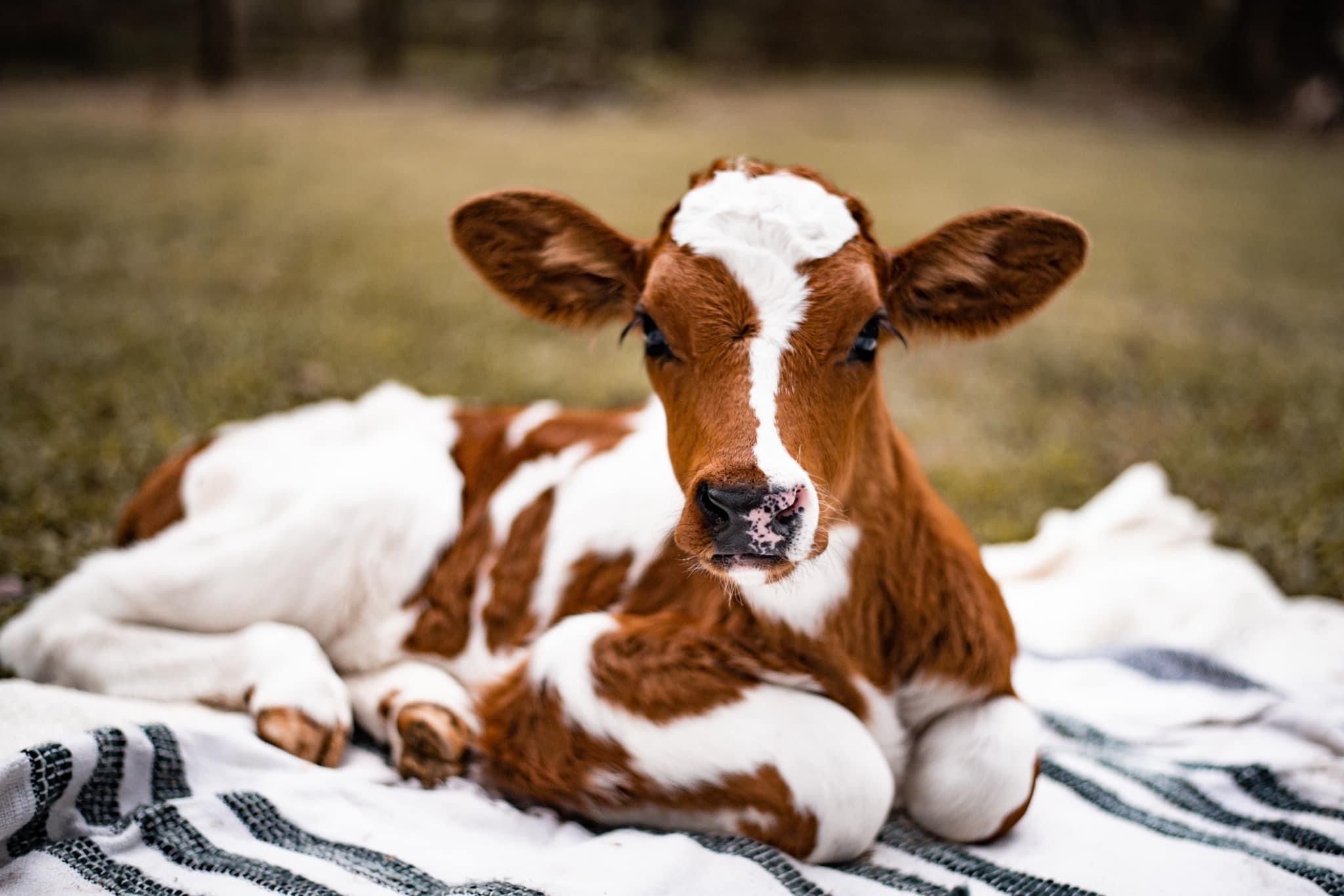 Rissa’s Little Moos LLC | Instagram, Facebook, TikTok | Linktree