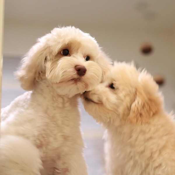 al_leafa | Twitter, Instagram, Facebook | Linktree