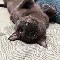 Mareesly | Twitter, Instagram, YouTube, TikTok, Twitch | Linktree