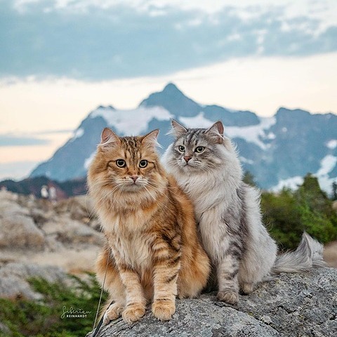 @cute_kitten_1013 | Linktree